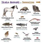 List of Animals That Live in Tennessee - And Its State Animals (Photos)