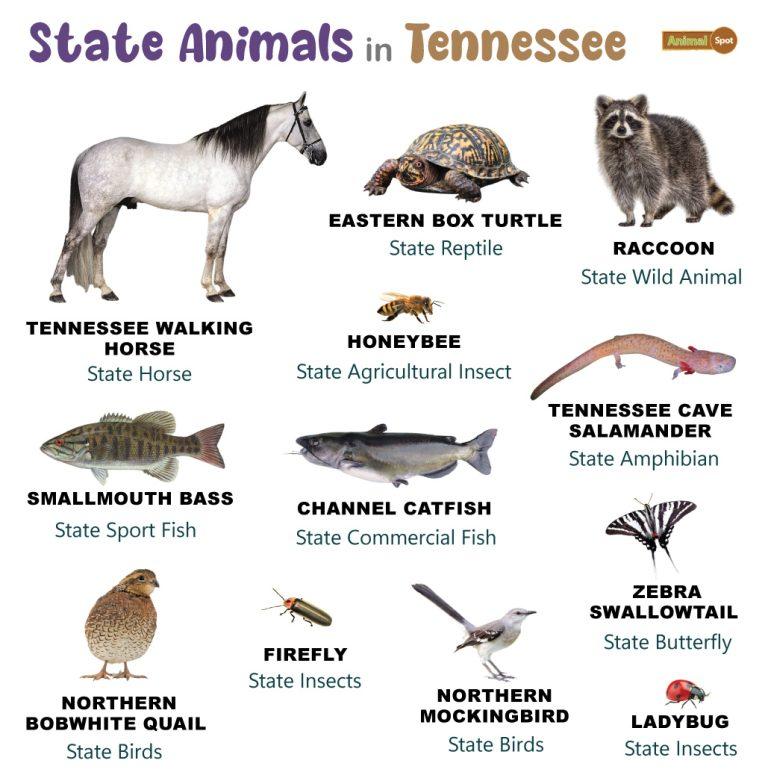 List of Animals That Live in Tennessee - And Its State Animals (Photos)