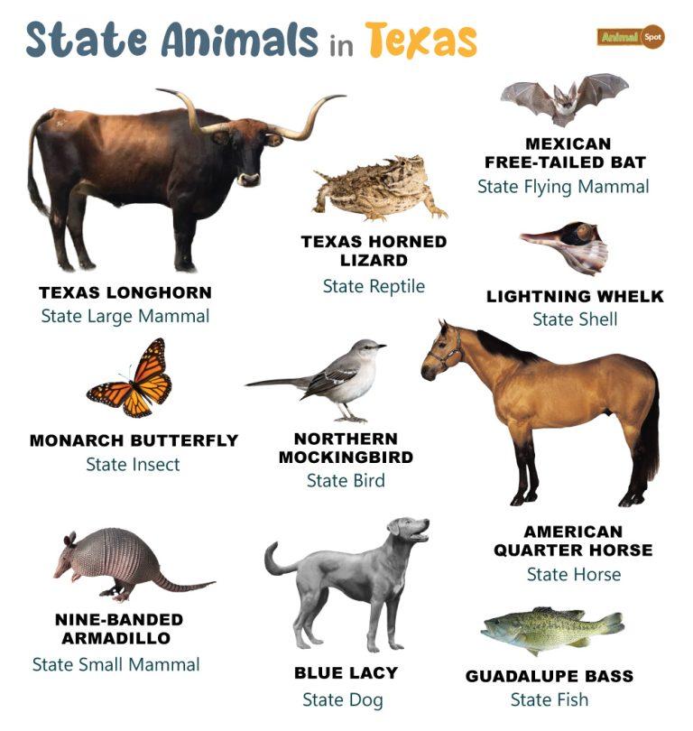 List of Animals That Live in Texas - And Its State Animals (Photos)