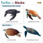 List of Turtles Found in Alaska - Facts with Pictures