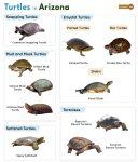 List of Turtles Found in Arizona - Facts with Pictures