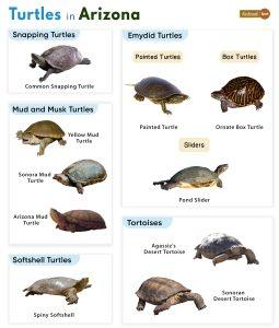 List of Turtles Found in Arizona - Facts with Pictures