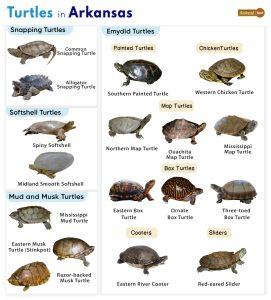 List of Turtles Found in Arkansas - Facts with Pictures
