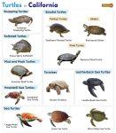 List of Turtles Found in California - Facts with Pictures
