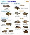 List of Turtles Found in Colorado - Facts with Pictures