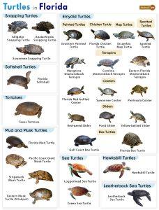 List of Turtles Found in Florida - Facts with Pictures