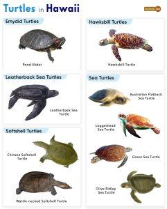 List of Turtles Found in Hawaii - Facts with Pictures