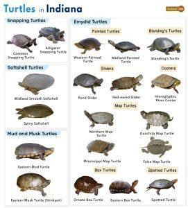 List of Turtles Found in Indiana - Facts with Pictures