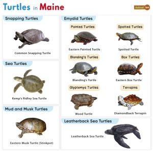 List of Turtles Found in Maine - Facts with Pictures