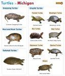 List of Turtles Found in Michigan - Facts with Pictures