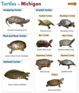 List of Turtles Found in Michigan - Facts with Pictures