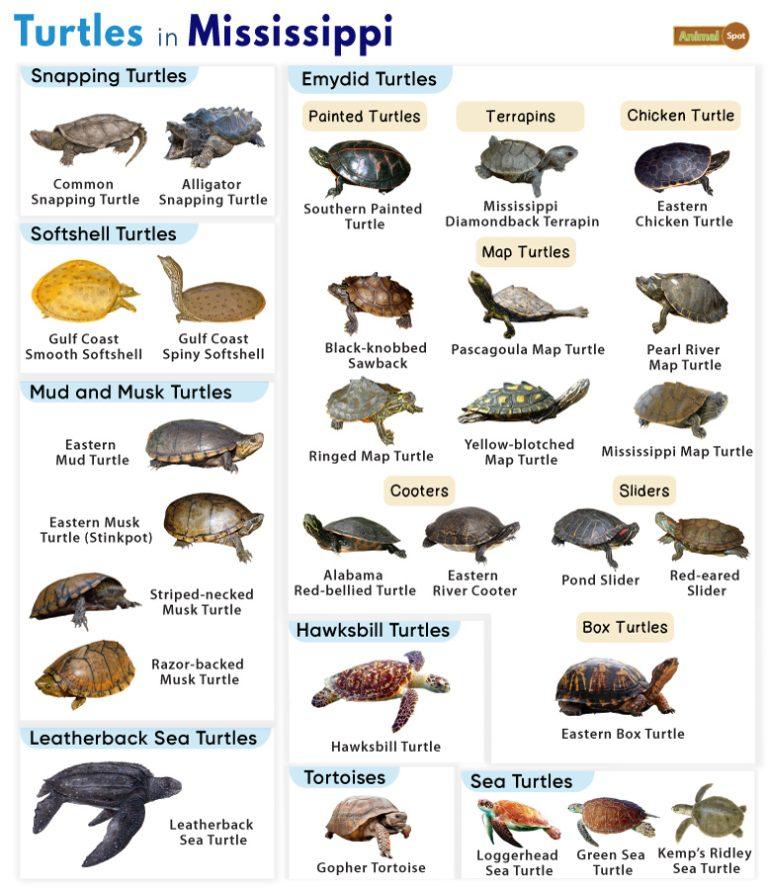 List of Turtles Found in Virginia - Facts with Pictures
