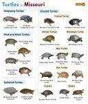 List of Turtles Found in Missouri - Facts with Pictures