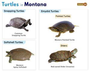 List of Turtles Found in Montana - Facts with Pictures