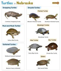 List of Turtles Found in Nebraska - Facts with Pictures