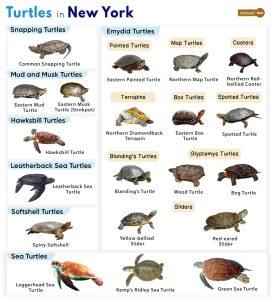 List of Turtles Found in New York - Facts with Pictures