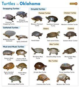 List of Turtles Found in Oklahoma - Facts with Pictures