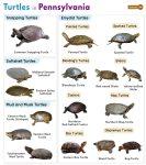 List of Turtles Found in Pennsylvania - Facts with Pictures