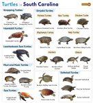 List of Turtles Found in South Carolina - Facts with Pictures