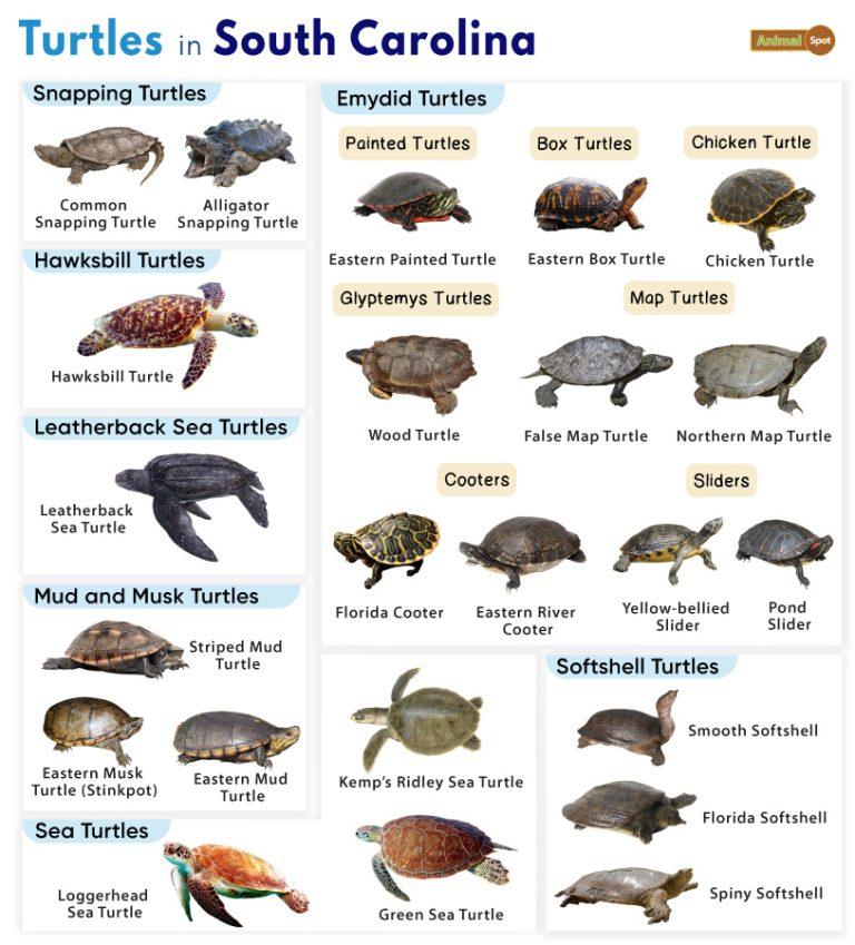 List of Turtles Found in Virginia - Facts with Pictures