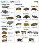 List of Turtles Found in Tennessee - Facts with Pictures