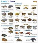 List of Turtles Found in Texas - Facts with Pictures