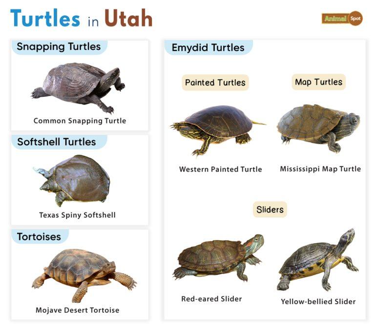 List of Turtles Found in Utah - Facts with Pictures