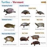 List of Turtles Found in Vermont - Facts with Pictures