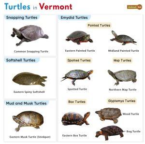 Turtles Found in the United States of America - List By State