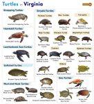List of Turtles Found in Virginia - Facts with Pictures