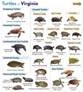 List of Turtles Found in Virginia - Facts with Pictures
