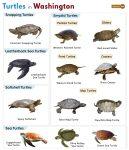 List of Turtles Found in Washington - Facts with Pictures