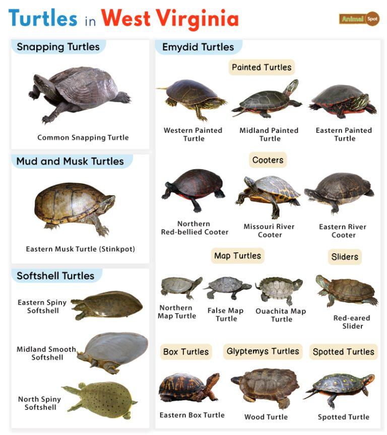 List of Turtles Found in Missouri - Facts with Pictures