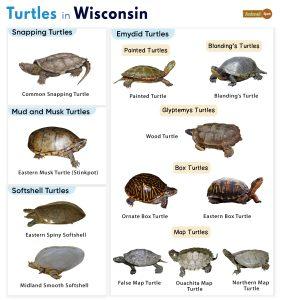 List of Turtles Found in Wisconsin - Facts with Pictures
