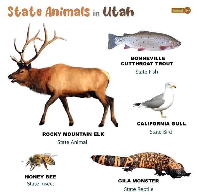 List of Animals That Live in Utah - And Its State Animals (Photos)