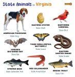 List of Animals That Live in Virginia - And Its State Animals (Photos)
