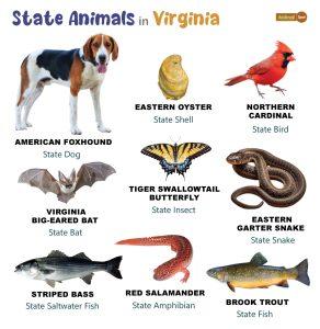 List of Animals That Live in Virginia - And Its State Animals (Photos)