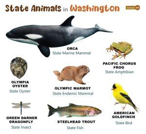 List of Animals That Live in Washington - And Its State Animals (Photos)