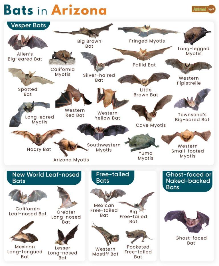 List of Bats That Live in Arizona - with Pictures