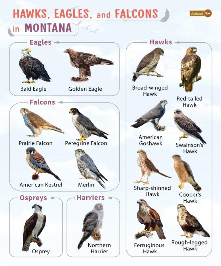 List of Animals That Live in Montana - And Its State Animals (Photos)