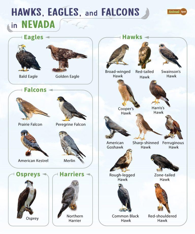 List of Common Birds Found in Nevada– Facts with Pictures