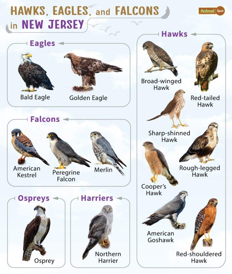 List of Common Birds Found in New Jersey – Facts with Pictures