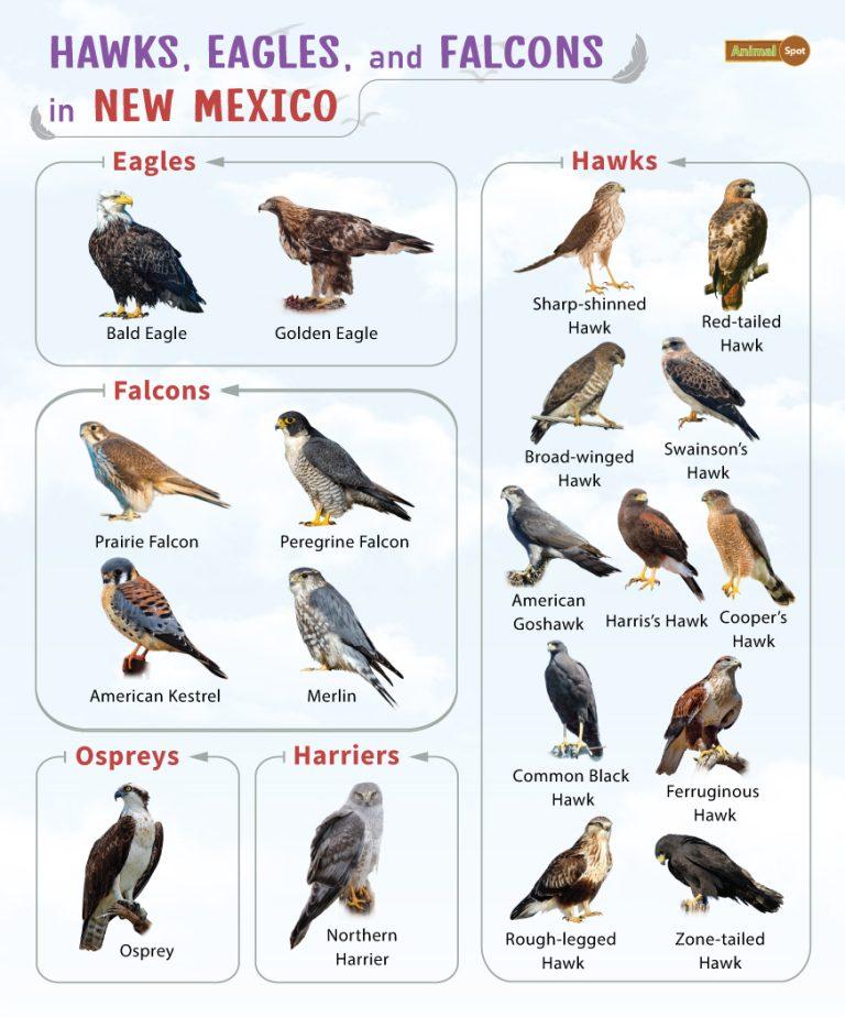 Hawk Facts, Types, Reproduction, Diet, Classification, Pictures