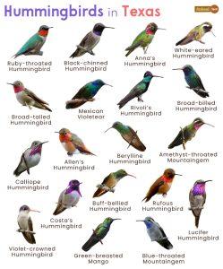 Hummingbirds Found in the United States of America - List By State