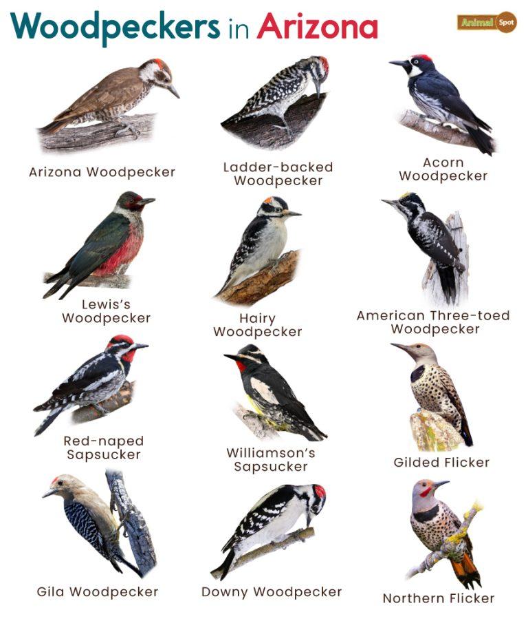 List of the Common Birds Found in Arizona – Facts with Pictures
