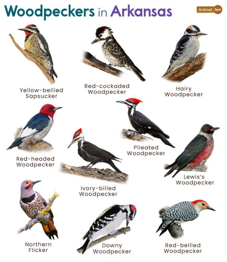 List of Animals That Live in Arkansas - And Its State Animals (Photos)