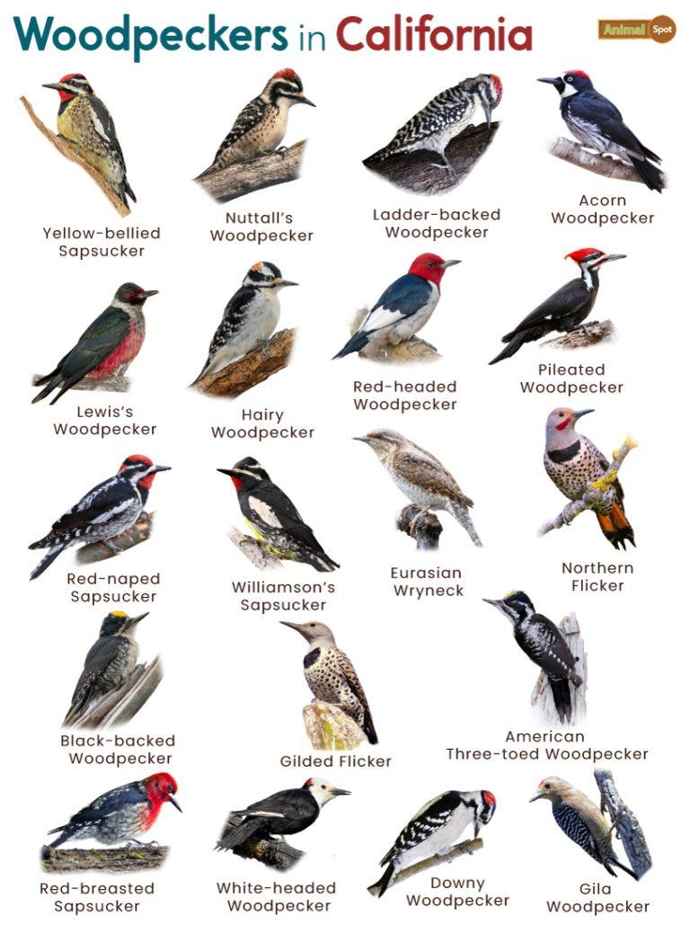 List of the Common Birds Found in California – Facts with Pictures