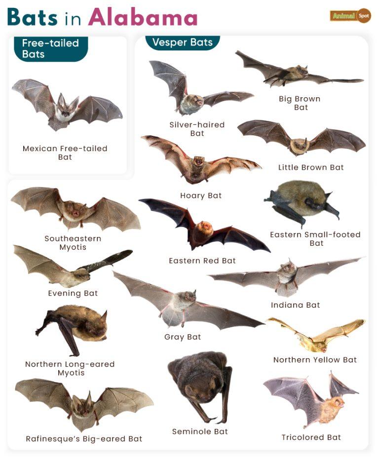 List of Animals That Live in Alabama - And Its State Animals (Photos)