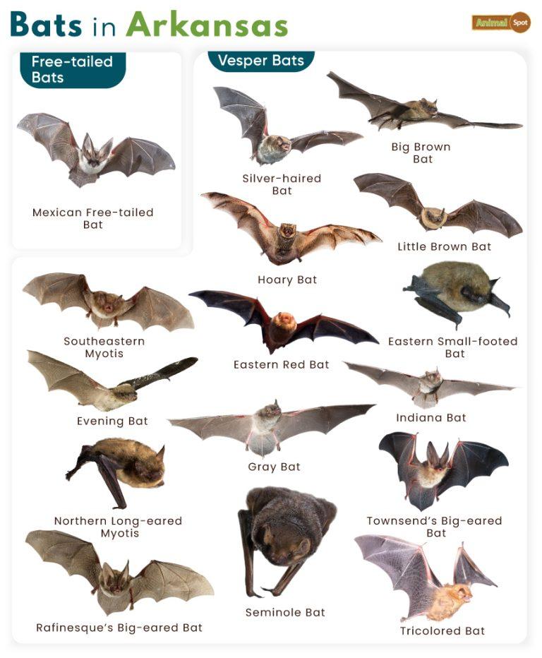 List of Bats That Live in Ohio - with Pictures