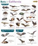 List of Bats That Live in California - with Pictures